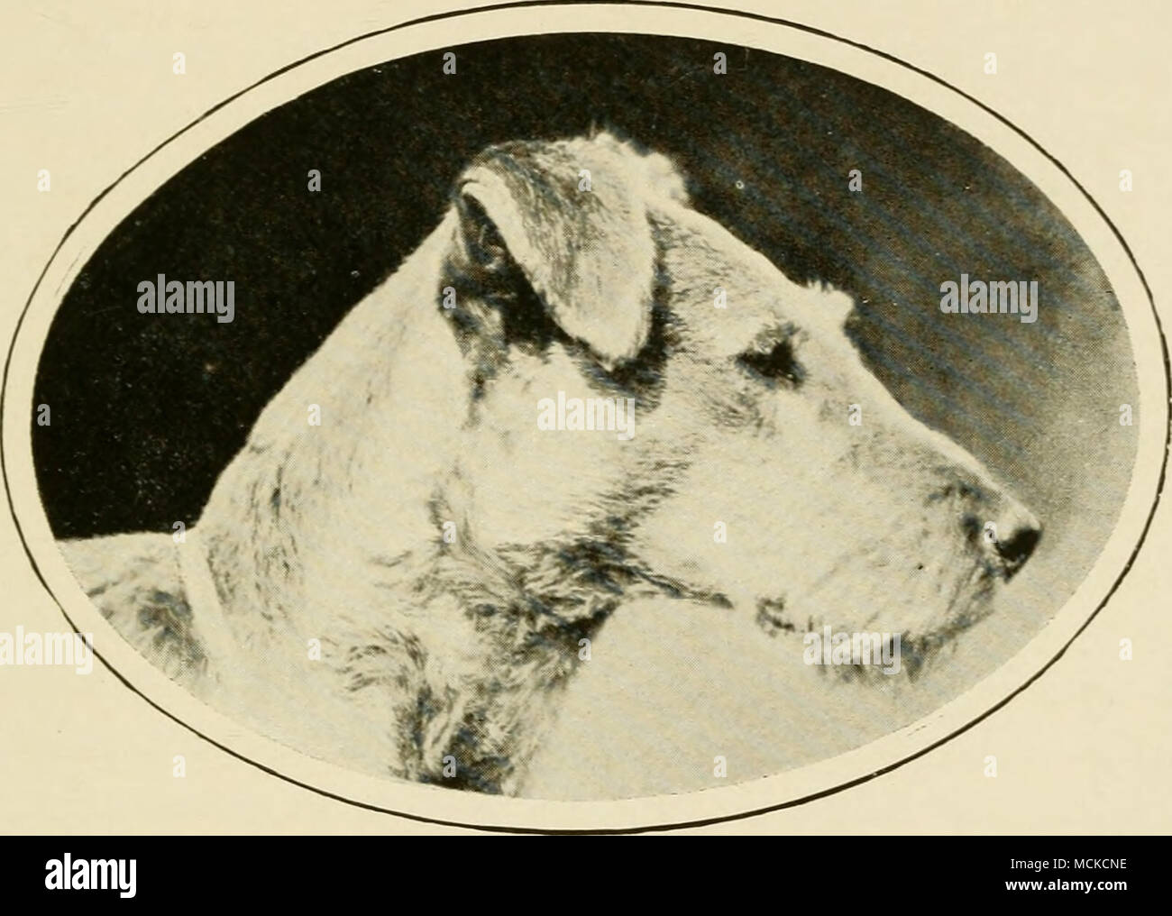 . A TYPICAL AIREDALE HEAD Stock Photo - Alamy