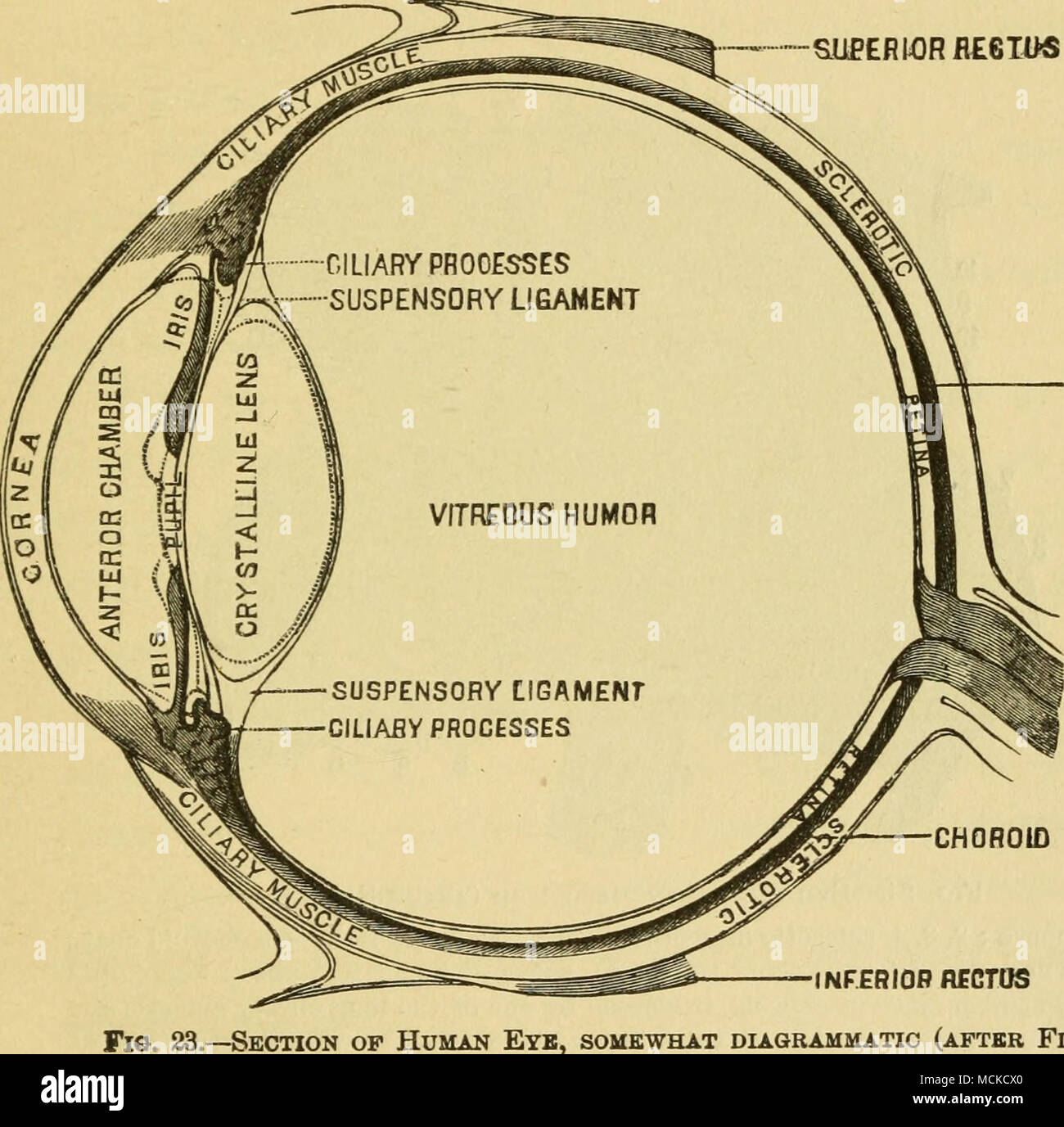 . CHOROfiO .OPTJC NEflVE NFERIOR AfCTOS —Section op Human Eyb, somewhat ...
