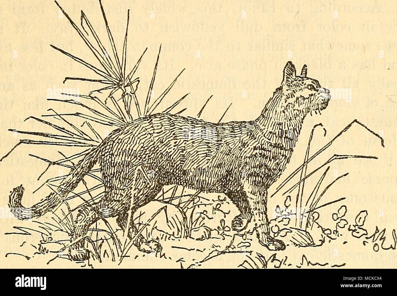 . Egyptian hunting cat, Felis maniculata. An ancestor of the domestic ...