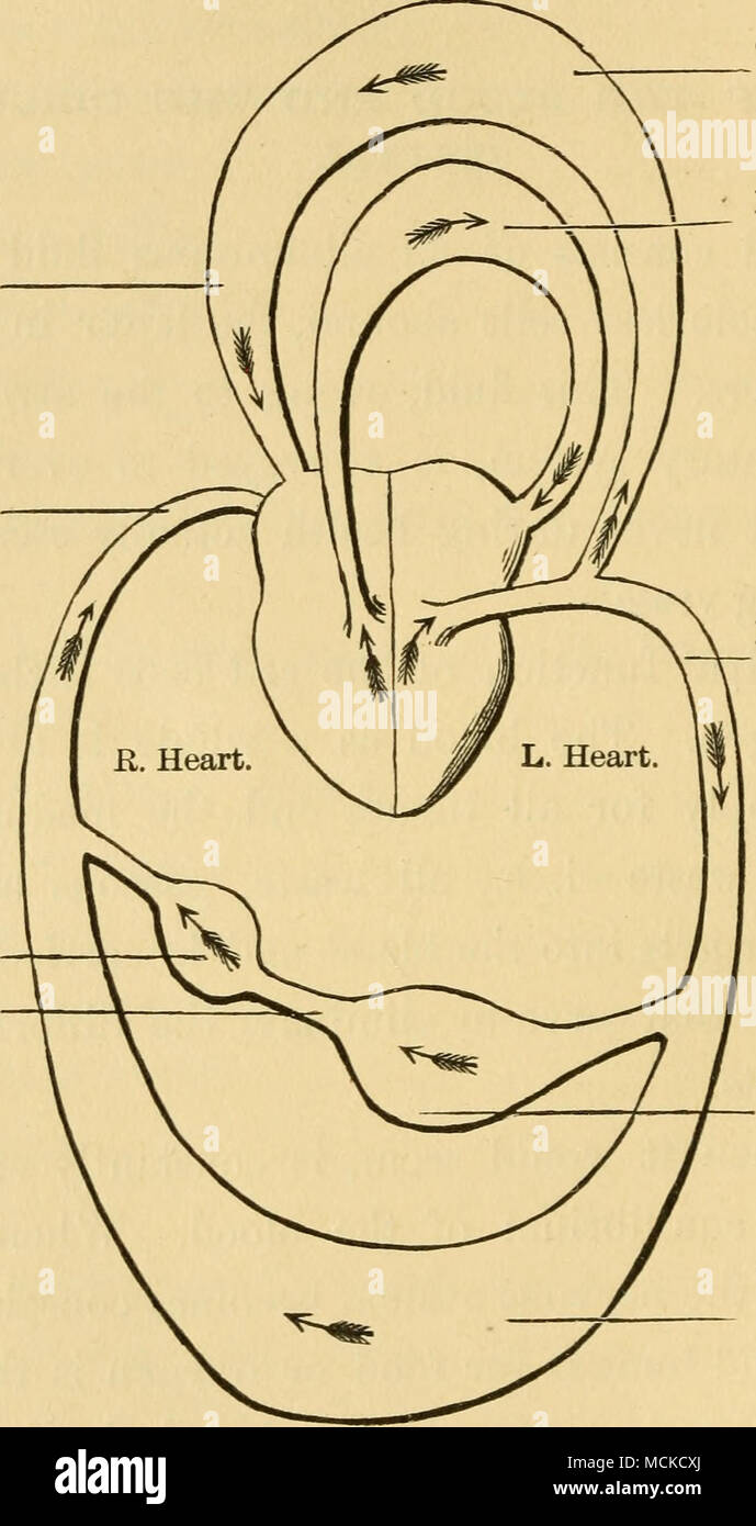 . Capillaries of the Head, etc. Pulmonary Ca- pillaries. Main Arterial ...