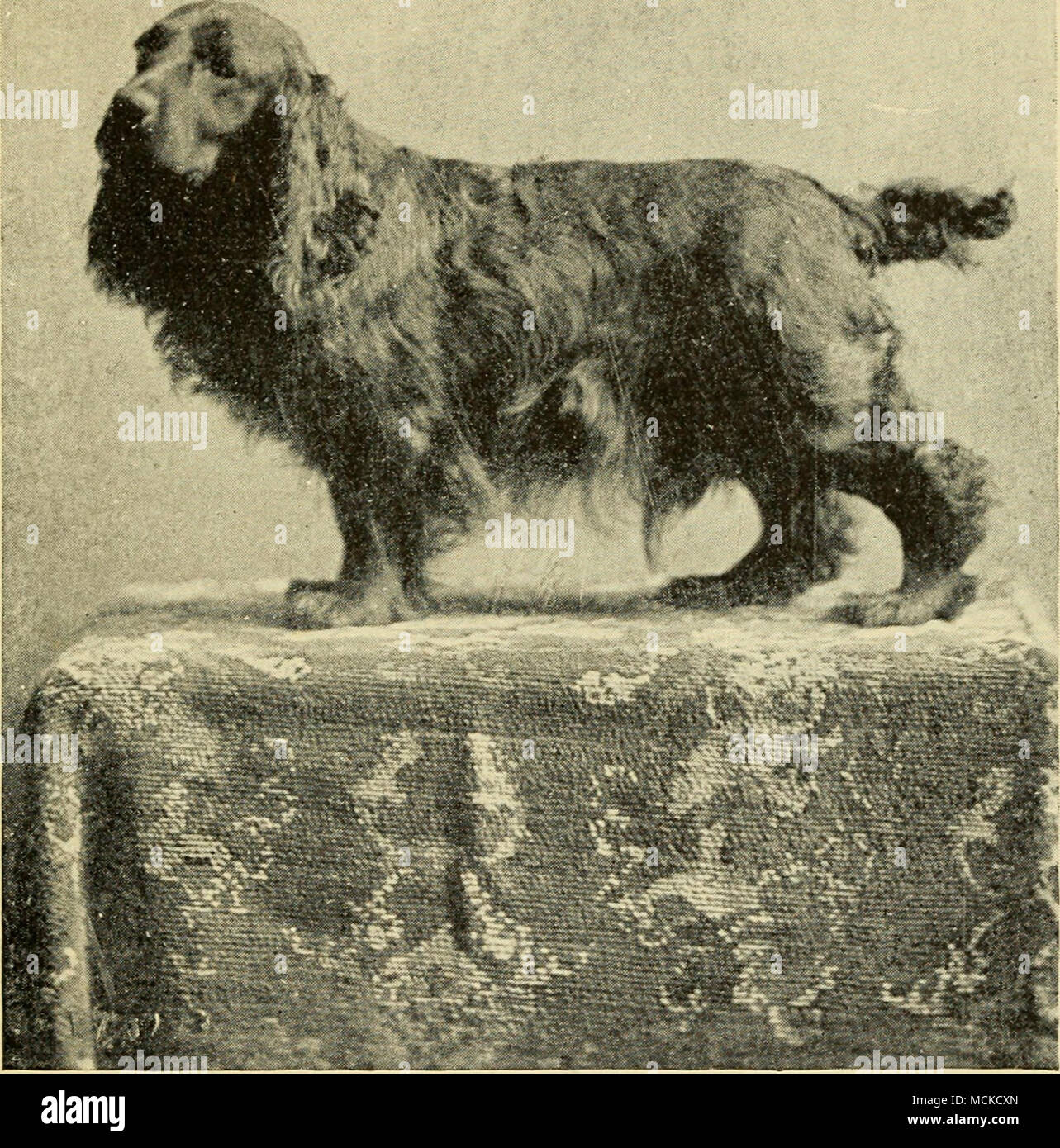 . THE BLACK COCKER SPANIEL CHAMPION BLACK DUKE. For description, see ...