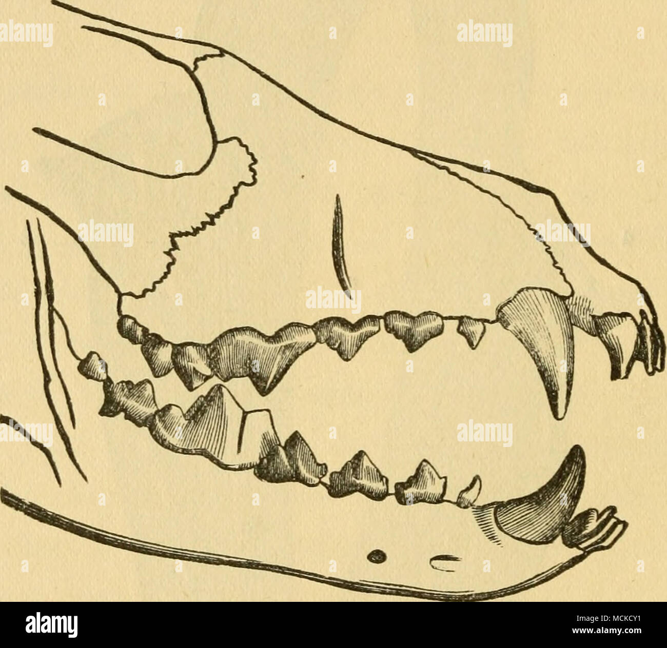 . Fig. 10.—Gekeral and Lateral View of the Dog's Teeth (Chauvkau). in ...
