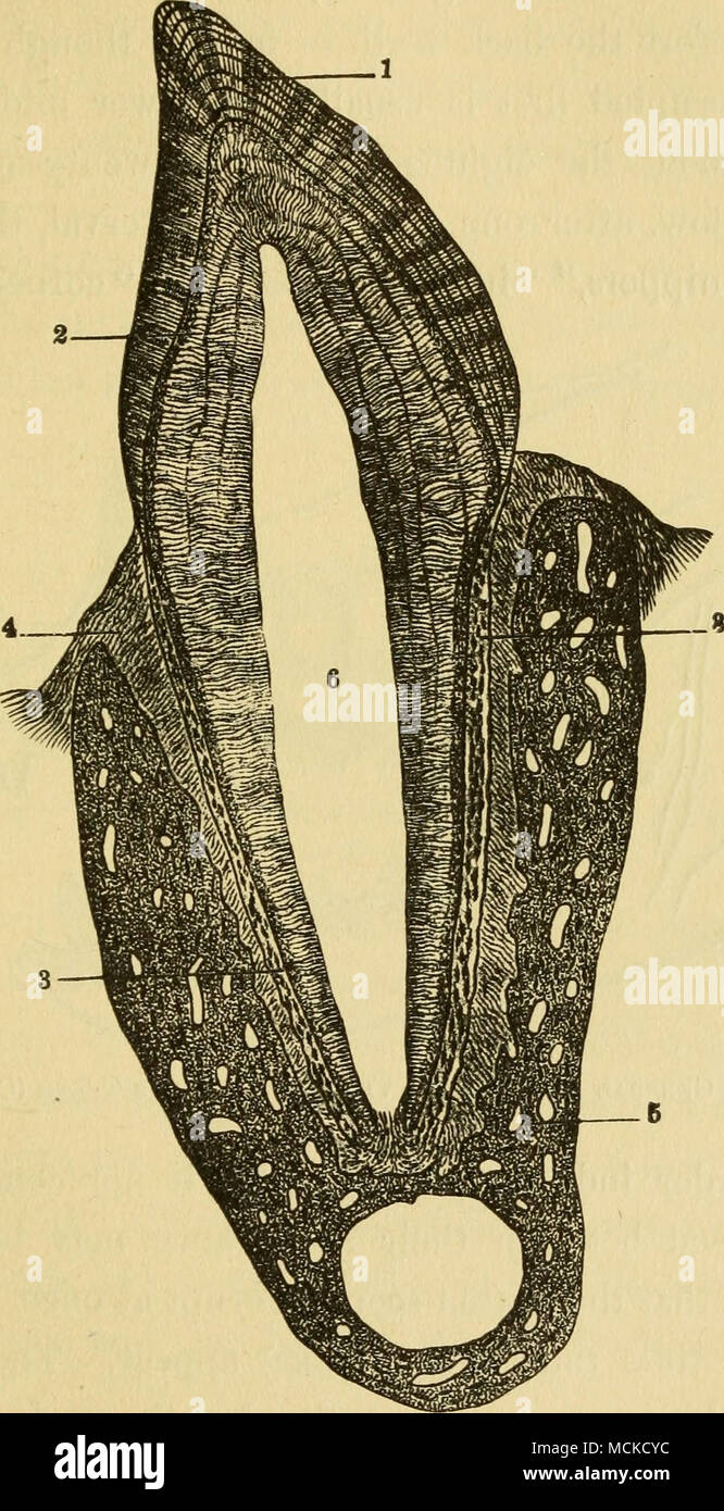Alveolar bone hi-res stock photography and images - Alamy