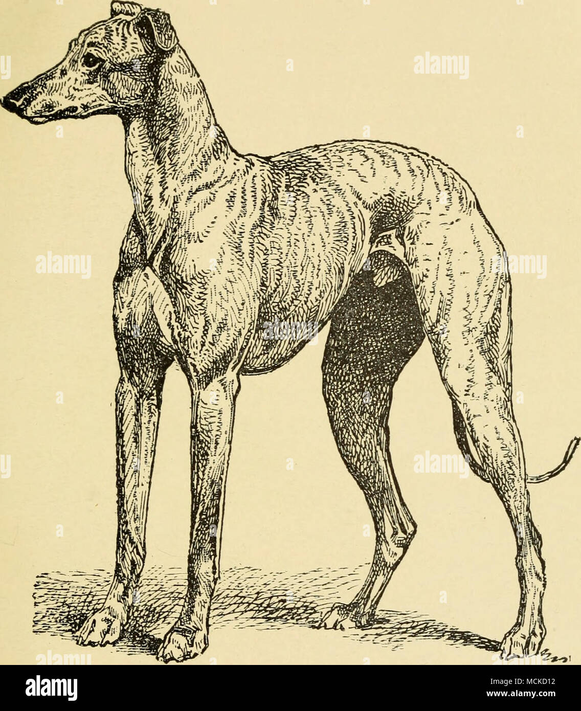 . THE GREYHOUND FULLERTON. Thrice winner of the Waterloo Cup, the most ...