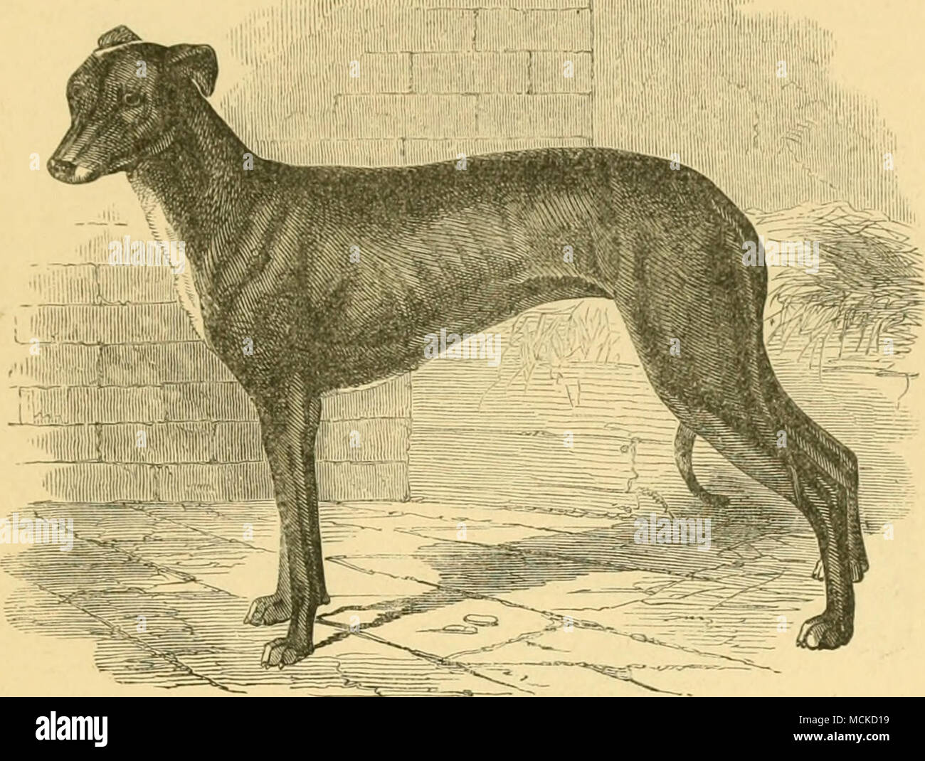 Hecuba Stock Photos & Hecuba Stock Images - Alamy