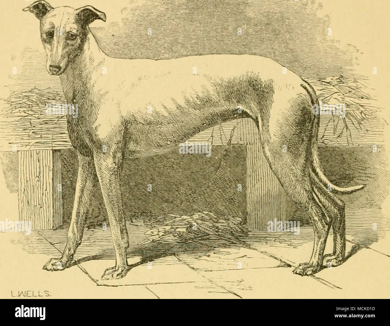 . LIAJELLS. " Hecate," '- second Cross from the Bulldog. teristics of ...