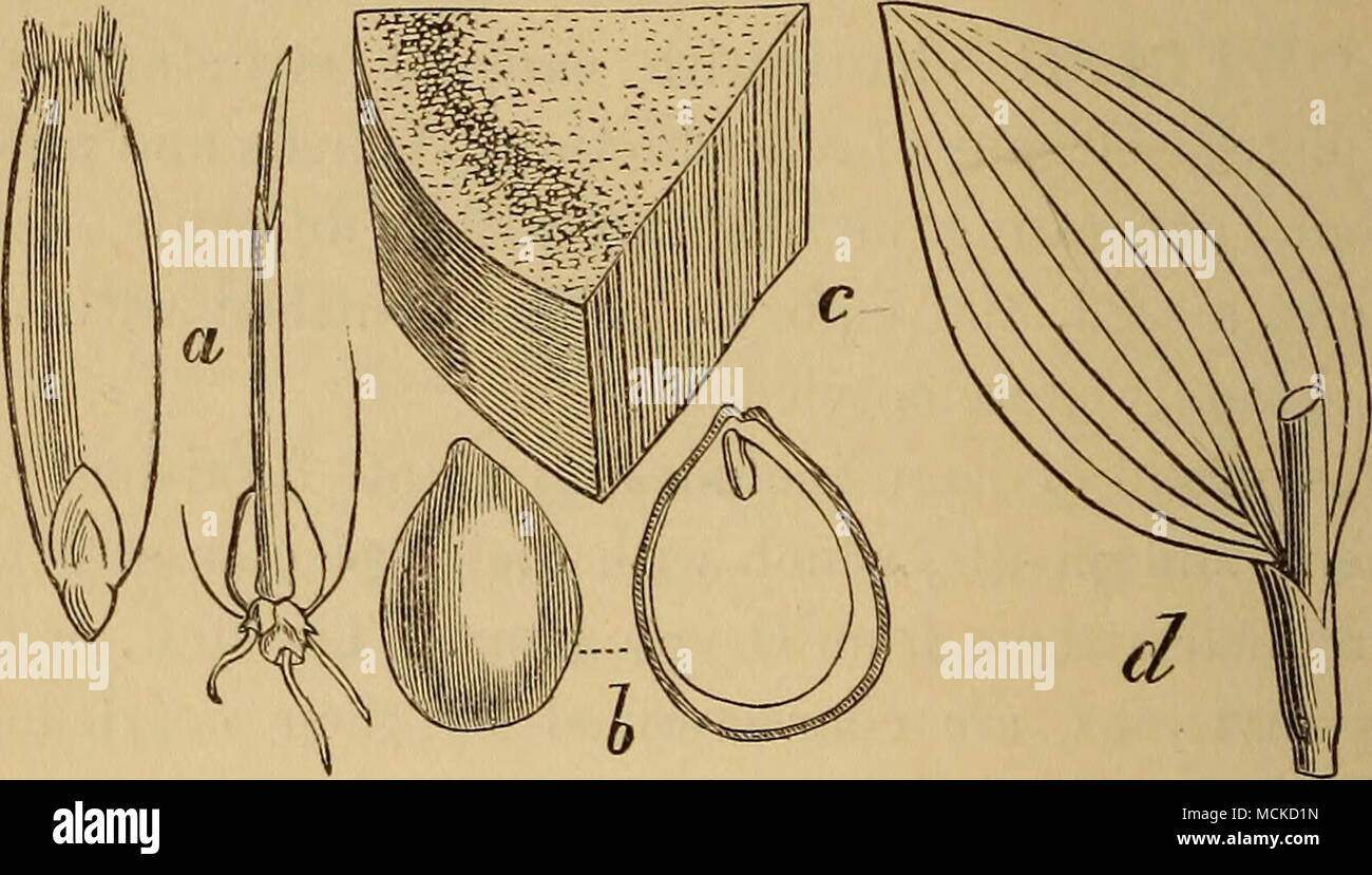 . a, h. Germination of Seed ; c. Section of Palm Stem; d. Leaf showing ...