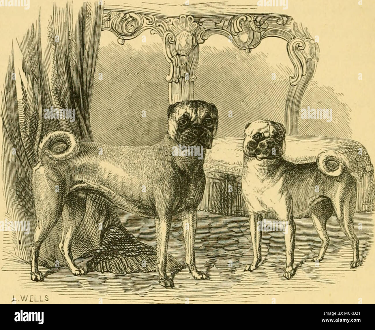 Mr sagacity hi-res stock photography and images - Alamy