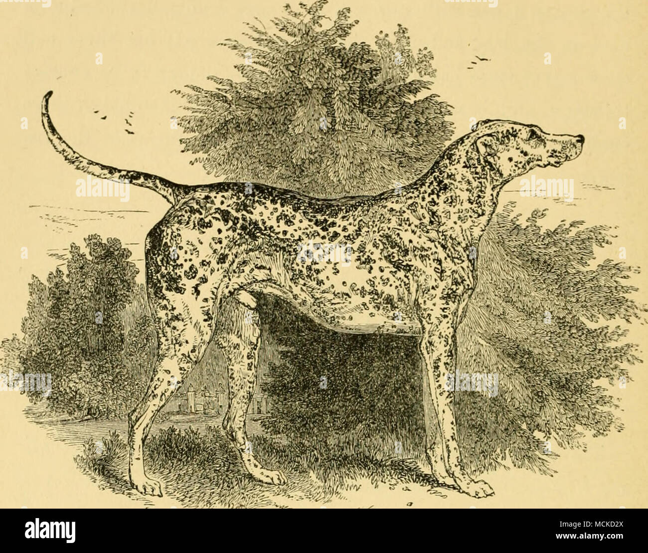 Dalmatian coat colors hi-res stock photography and images - Alamy