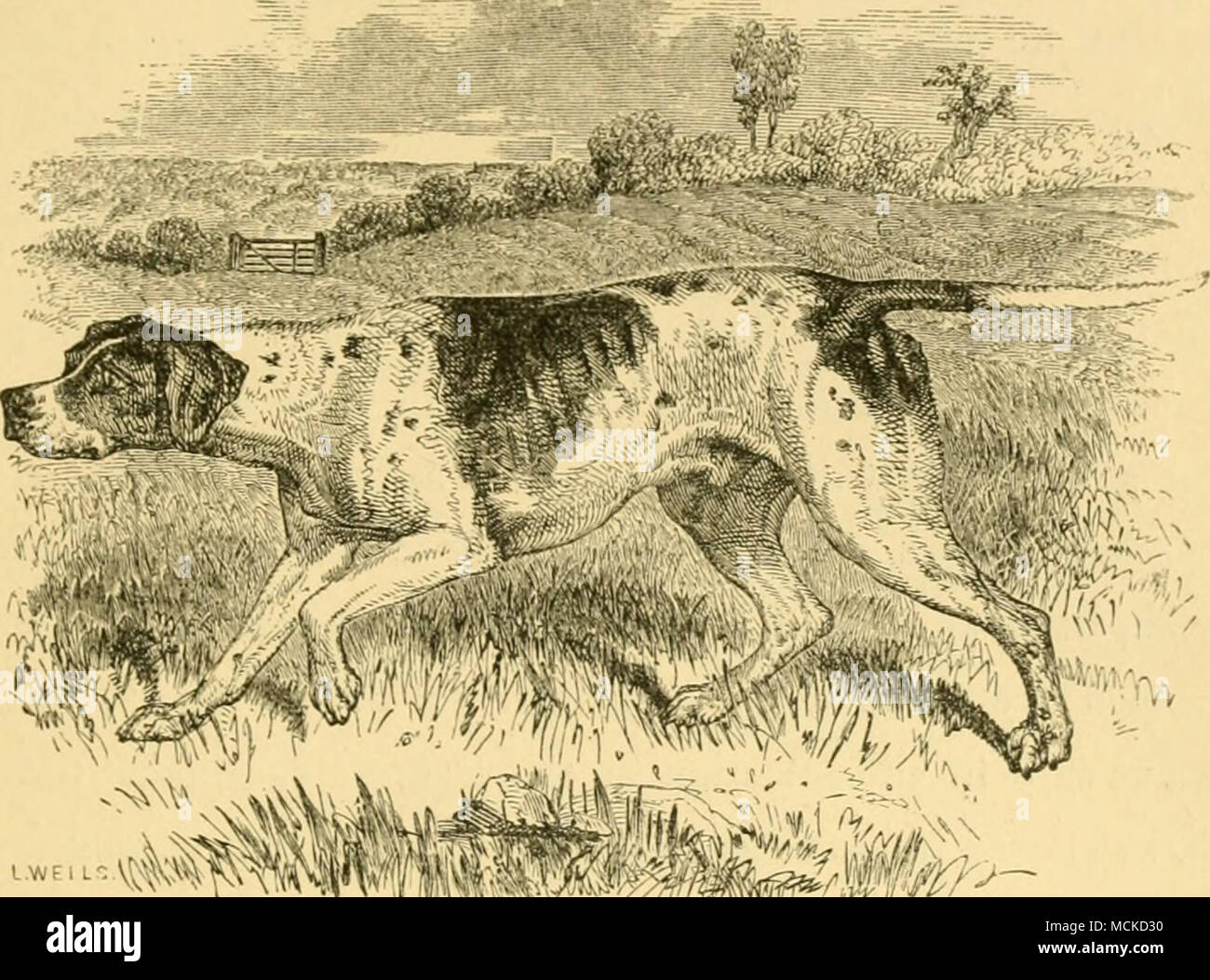 . "Sancho," a modem Englisli Pointer. THE MODERN ENGLISH POINTER. This ...