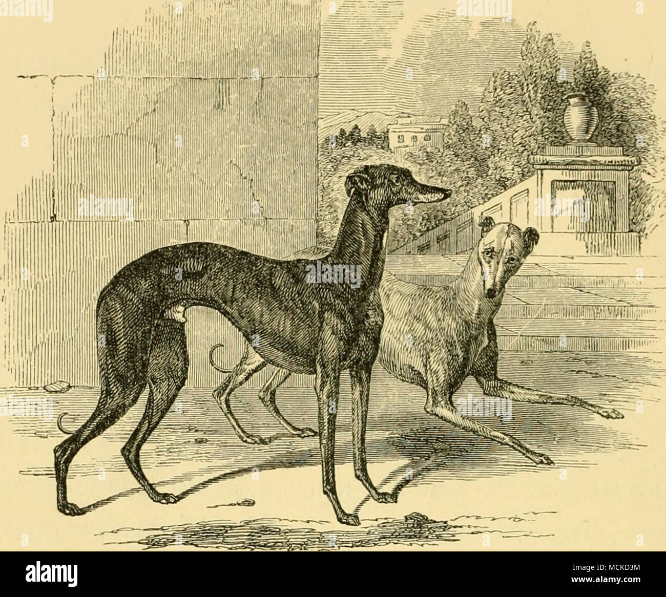 Italian Greyhound Size