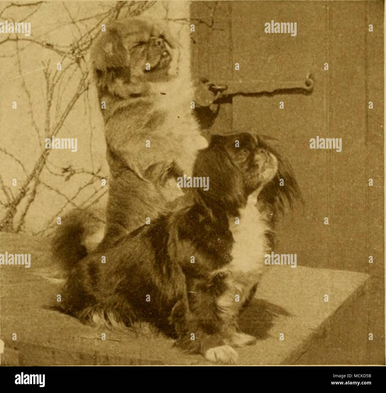 . n Photosr iph I'i II'. Baily, A rdmore LI HUNG CHANG AND TING HOW ...