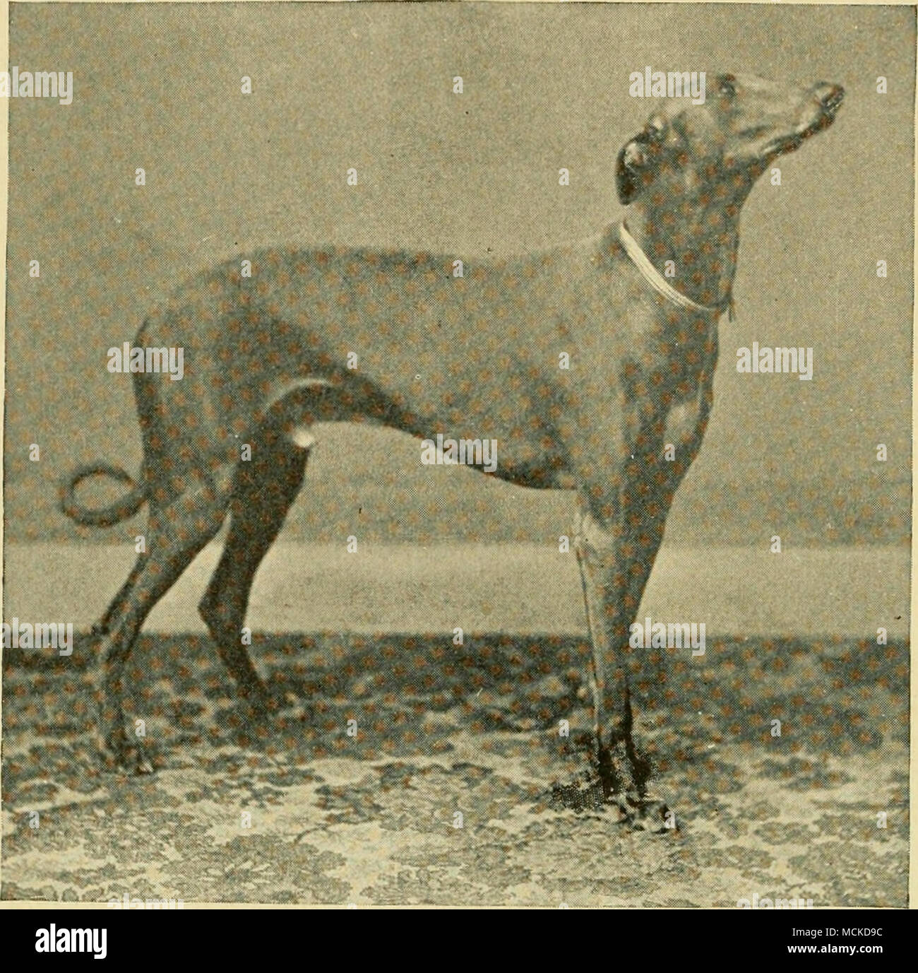 . THE GREYHOUND, "PEDRO." The Property of D. F. Hackett, Esq., Roxbury ...