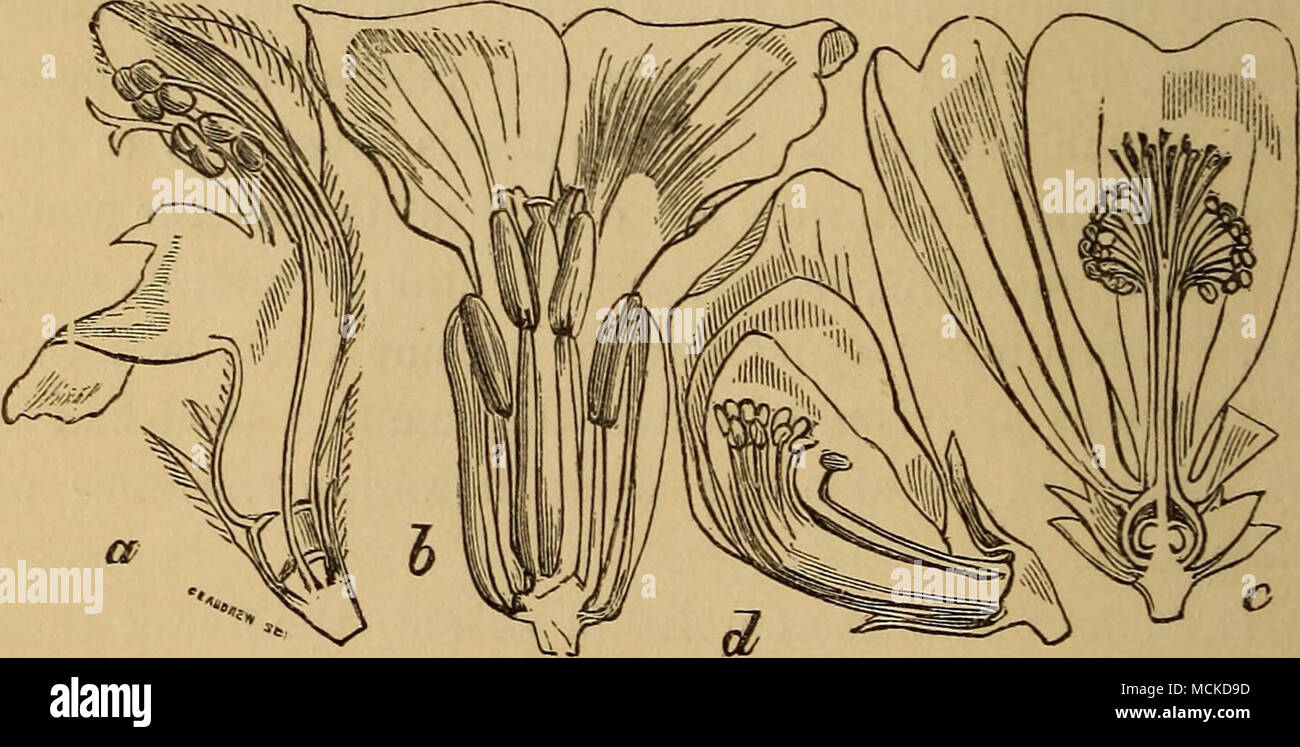 Calyx And Corolla