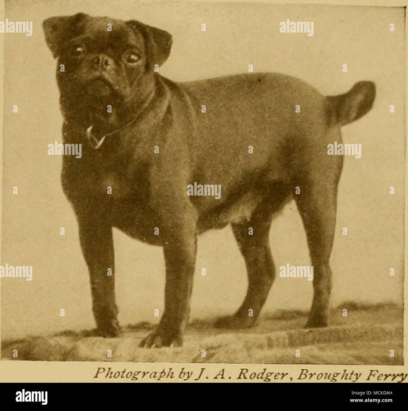 Neish hi-res stock photography and images - Alamy