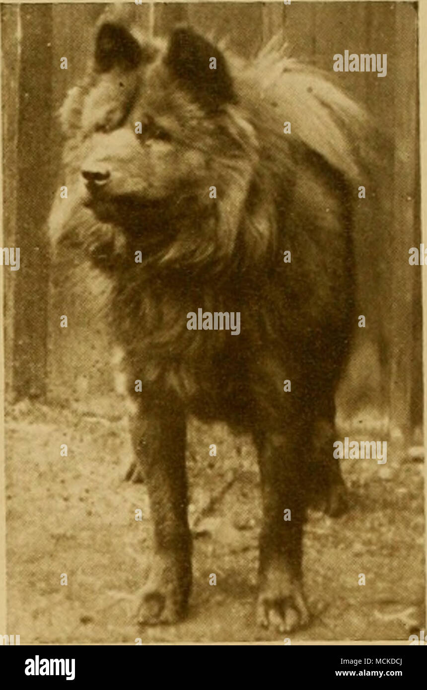 . FOUR OF A KIND Bred by Mrs. Henry Jarrett, Germantown, Pa. CH ...