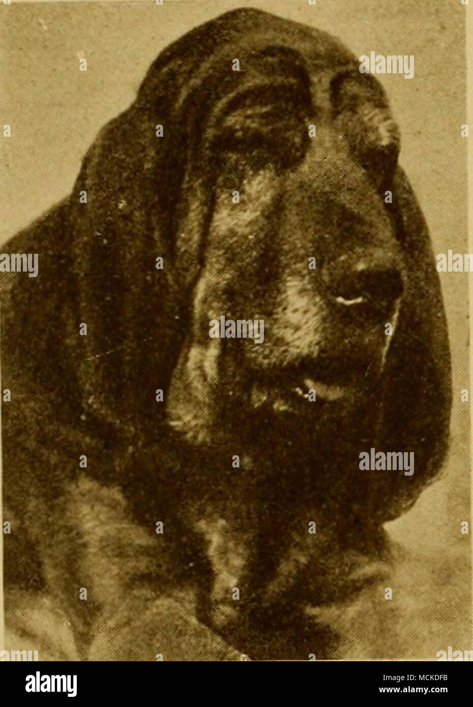 Mrs chapman hi-res stock photography and images - Alamy