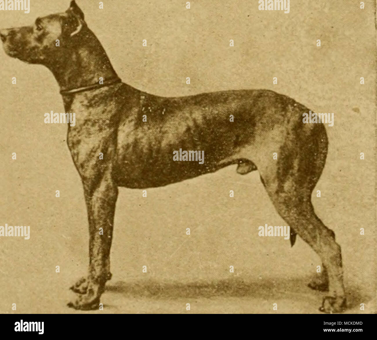 . CHANCE OF ROSEDALE, 8 months Property of Miss E. Mackay Scott, Erith ...