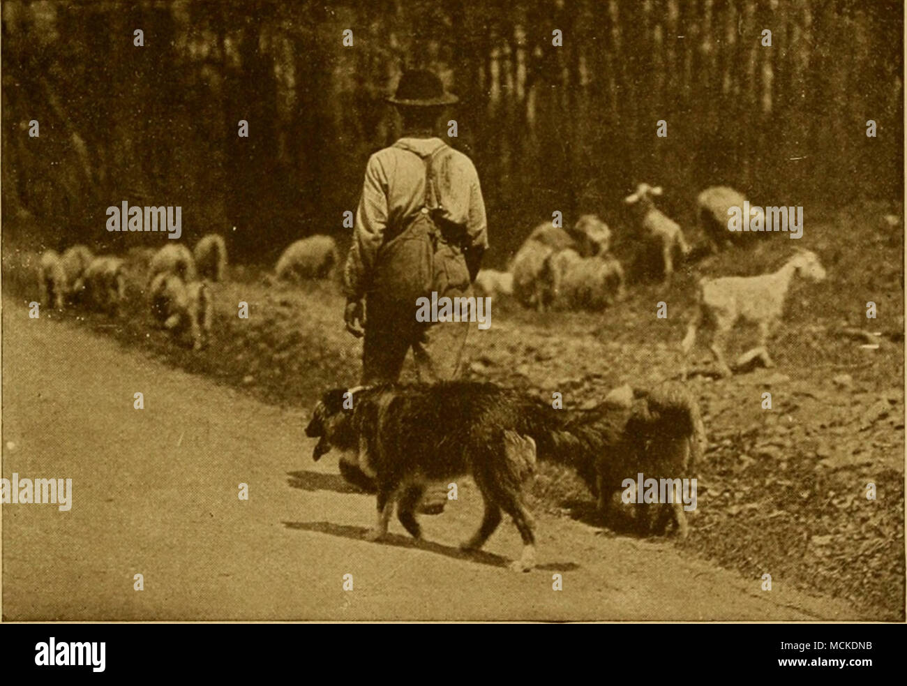. MAKING THE COLLIE USEFUL AS A GOAT TENDER Stock Photo - Alamy