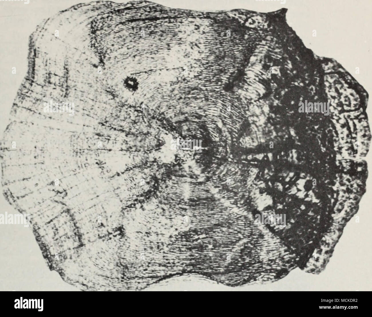 Structure of a fish scale hi-res stock photography and images - Alamy