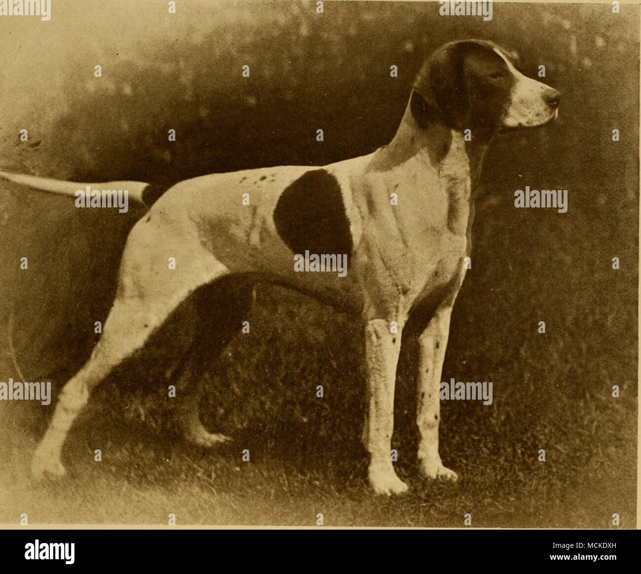 . CHAMPION BRACKET The crack lightweight dog of the Graphic Kennels ...