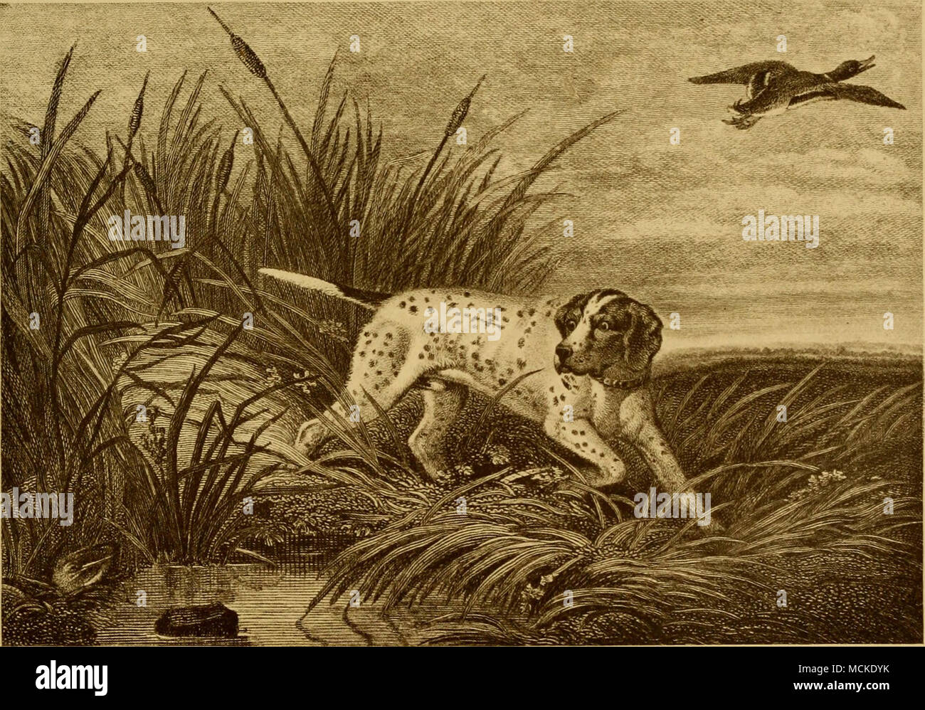 Colonel thornton hi-res stock photography and images - Alamy