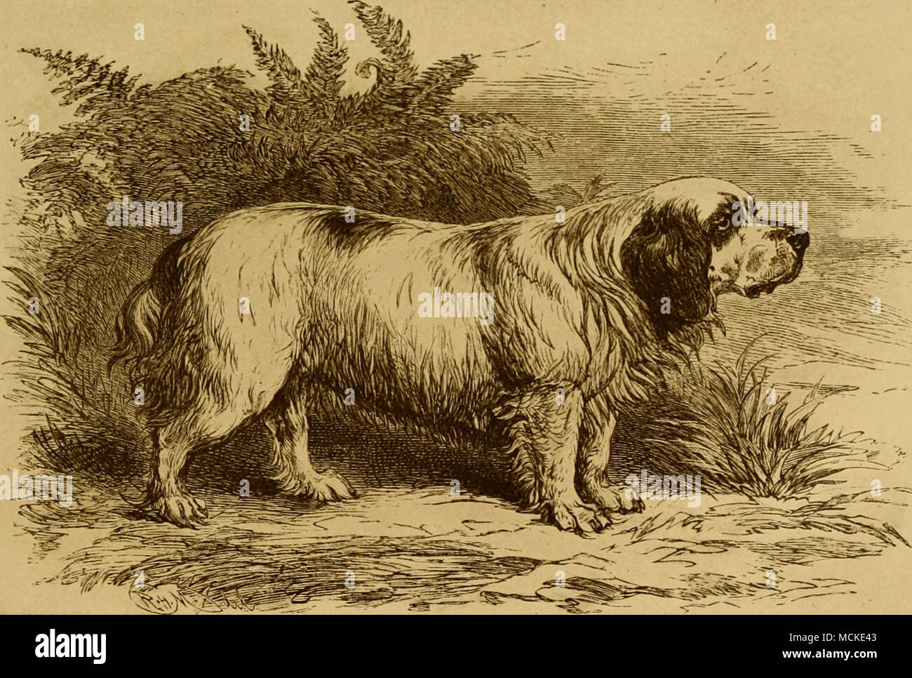 . LAPIS Mr. W. Arkwrig-ht's Clumber, used to illustrate Dalziel's â ...