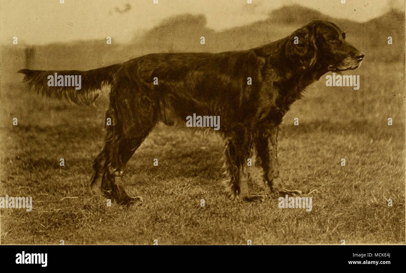 . CHAMPION DUKE O'^' EDGEWORTH Imported from the kennels of Mr. Luke ...