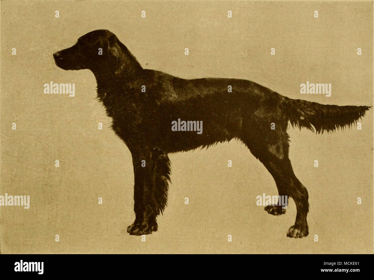 . CHAMPION BORSTAL ROCK Mr. Nelson Mcintosh's well-known Irish Setter ...