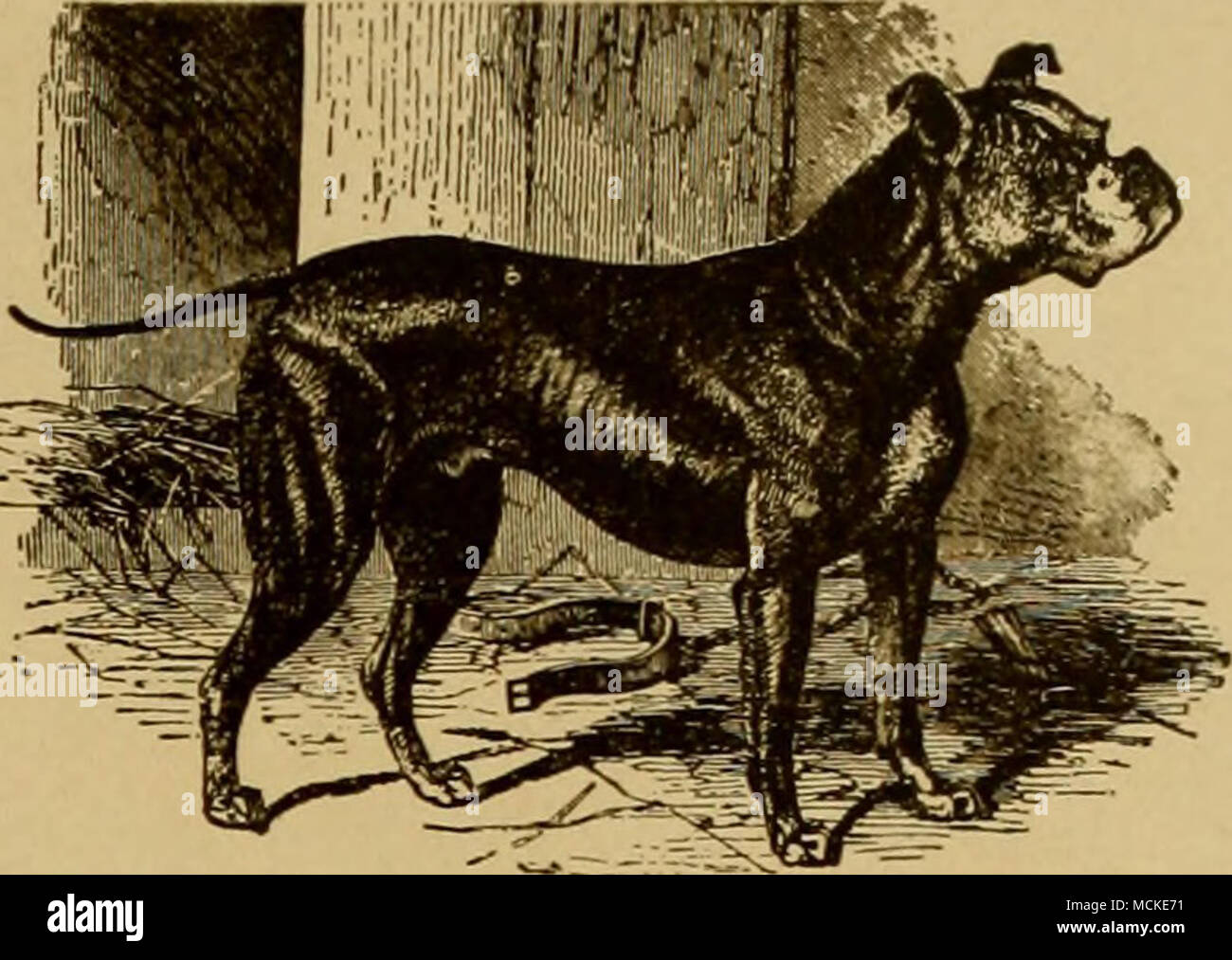 . MR. STOCKDALE'S TOP (1850) From Stonehenge's first dog book BEWICK'S ...