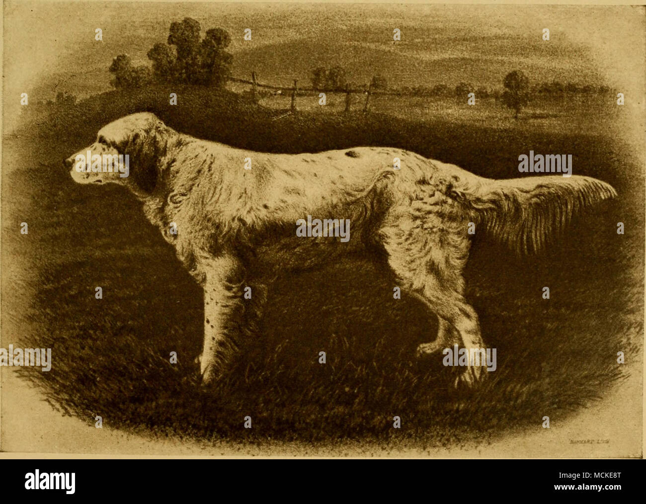 . MR. EDWARD LAVERACK*S "OLD BLUE" DASH, BY STING OUT OF CORA Drawn ...