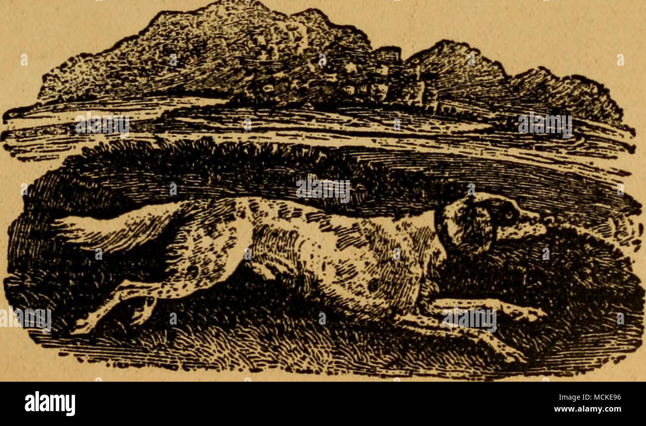 English setter retrieving hi-res stock photography and images - Alamy