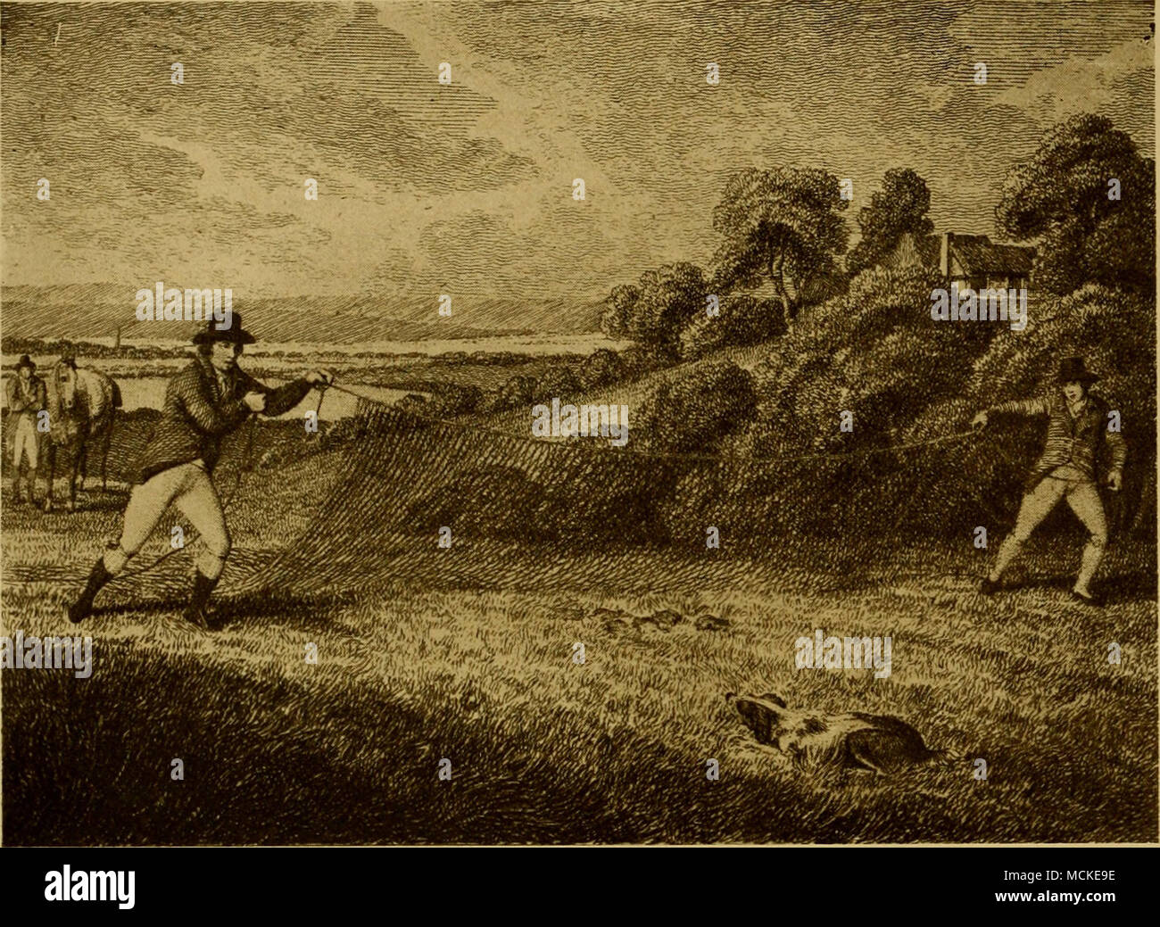 Partridge netting hi-res stock photography and images - Alamy