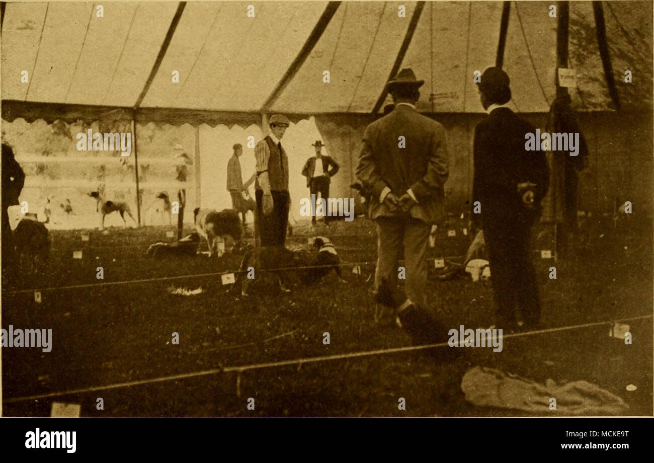 . THE INTERIOR OF THE TENT AT BRY MAWR SHOW, I903 Showing how dogs were ...