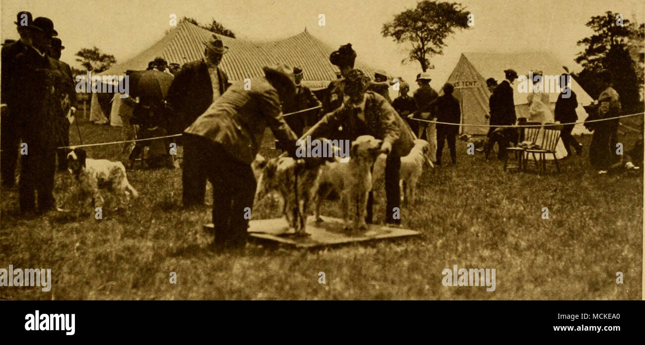 . MR JAMES MORTIMER JUDGING ENGLISH SETTERS AT HEMPSTEAD, L. K. A. SHOW ...