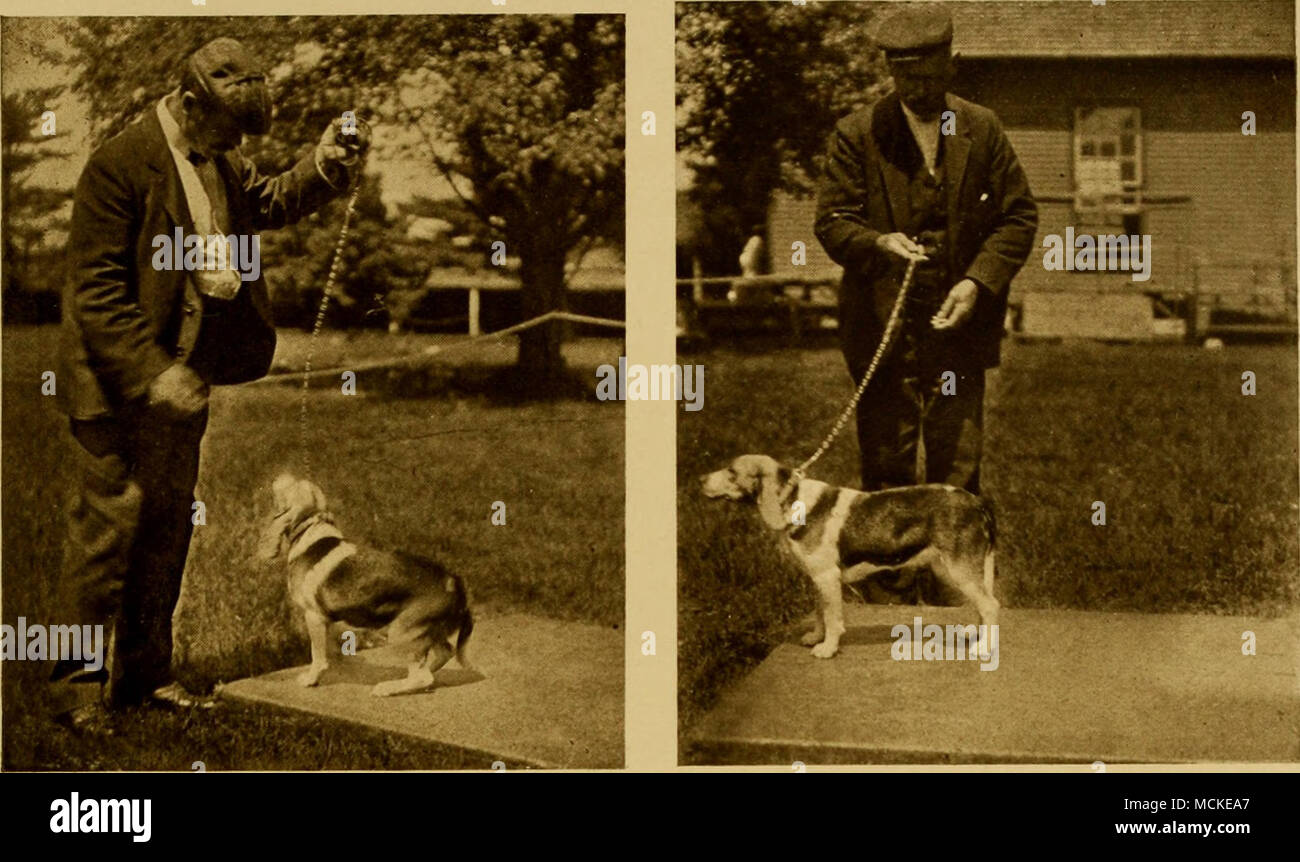 . TIMID AND AFRAID TO SHOW HERSELF MR V. H. SAXliY TRIES HIS HAND AND ...