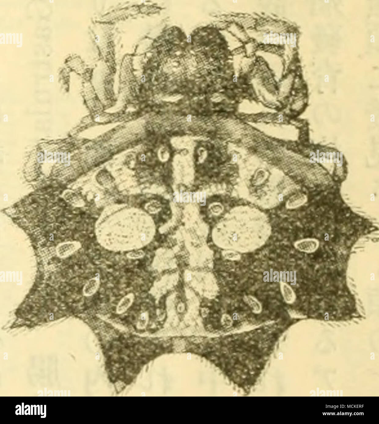 Aacc hi-res stock photography and images - Alamy