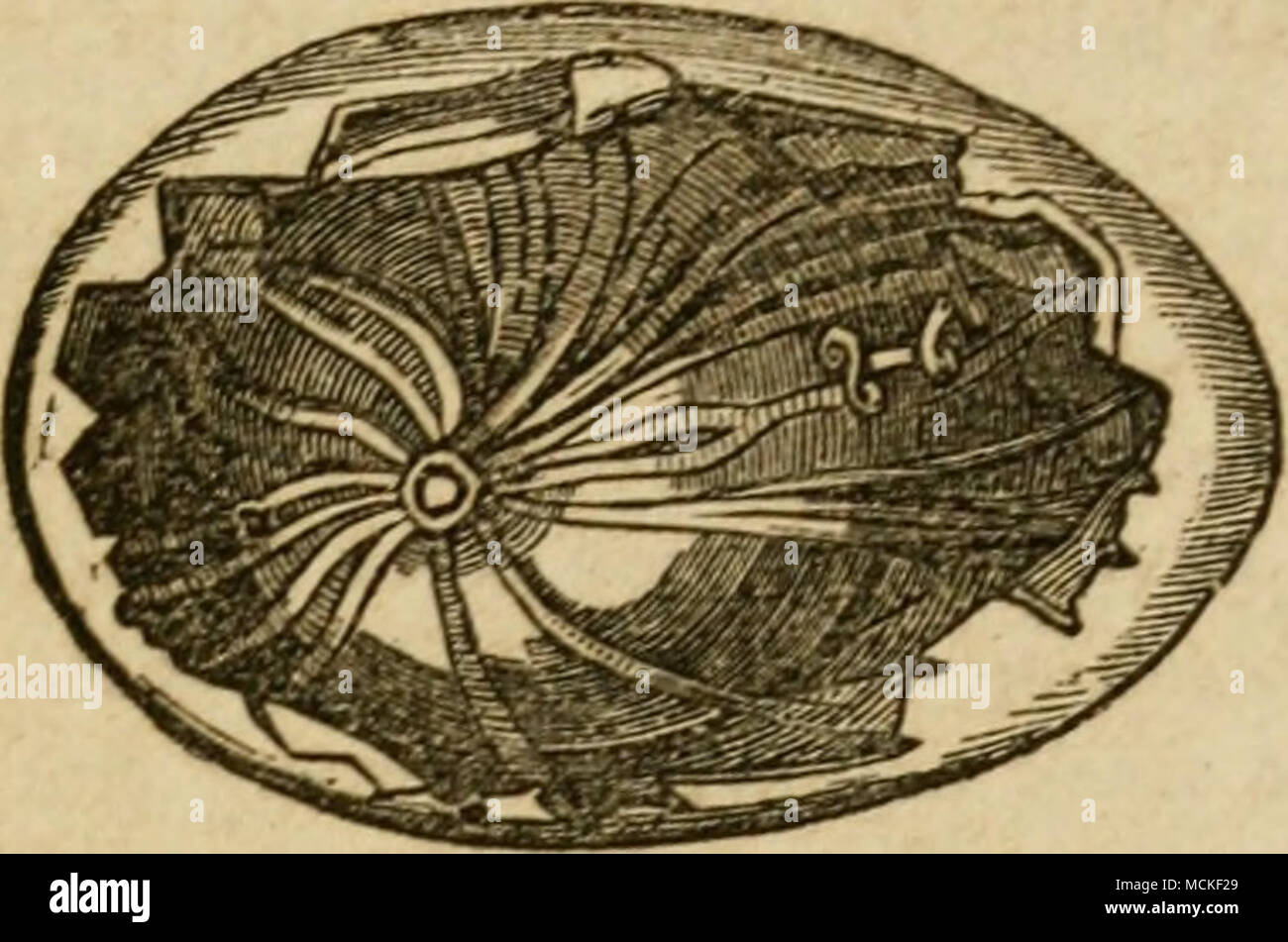 . FIRST STAGE IN INCUBATION Stock Photo - Alamy