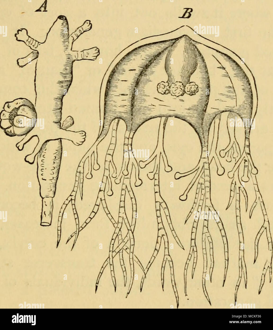 . FlG. 3. ever, from the evolutionary history of the tape-worm, and its ...