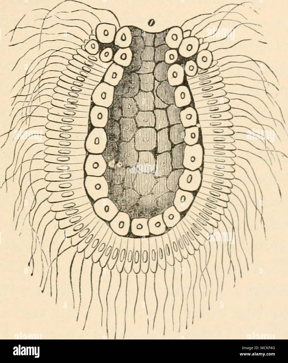 Ontogenesis hi-res stock photography and images - Alamy