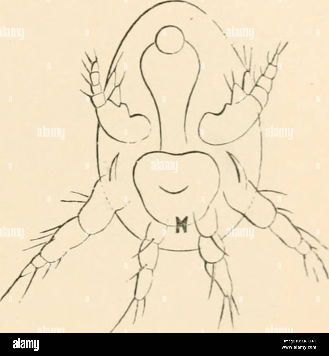 . Fig. 16. but Stock Photo - Alamy