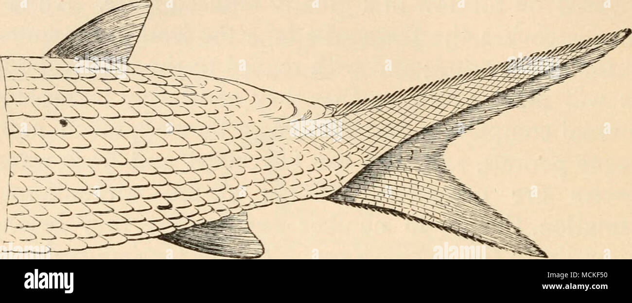 . Fig. II. The vertebral column, as in the sharks, enters the upper ...