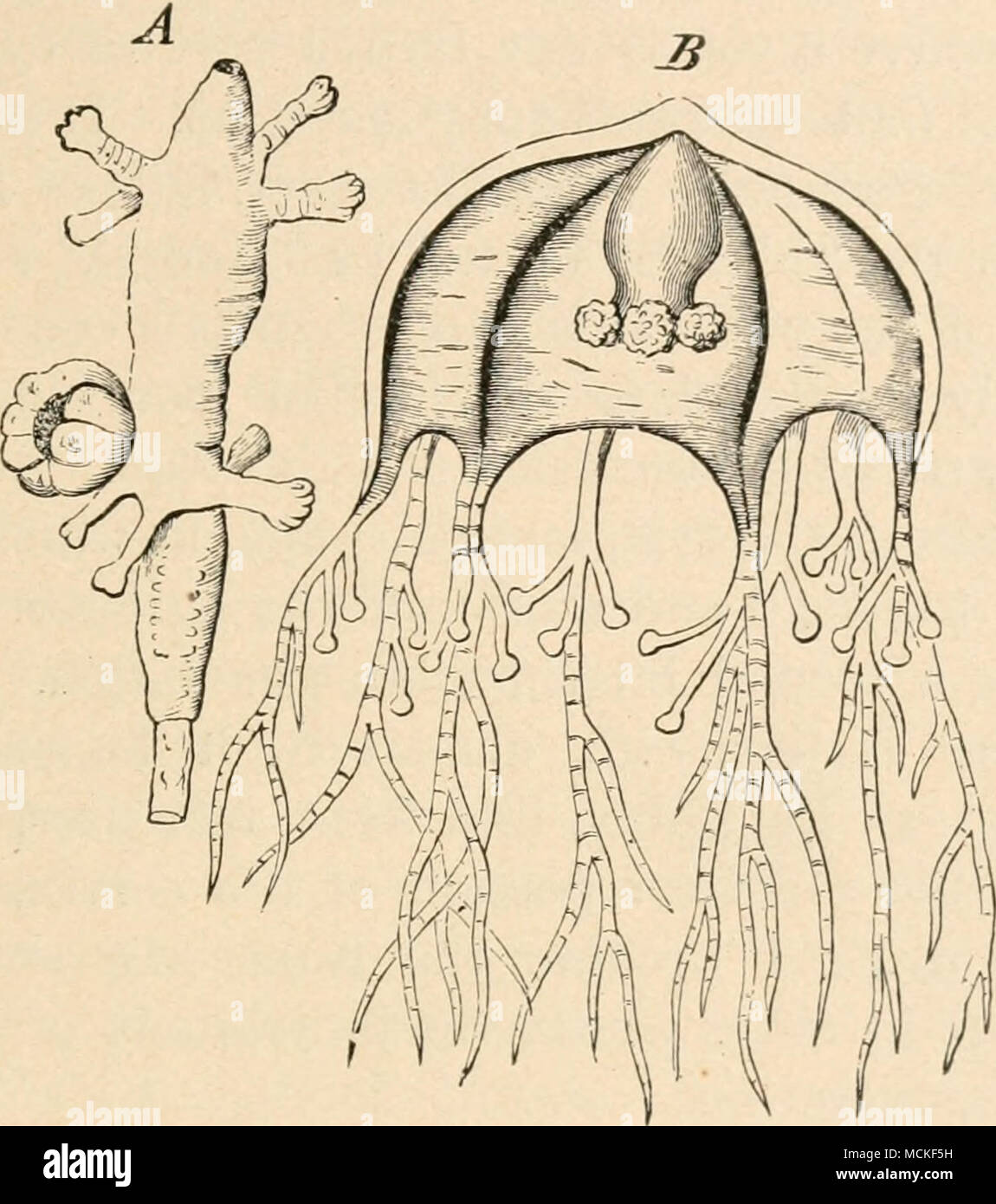 Somites hi-res stock photography and images - Alamy