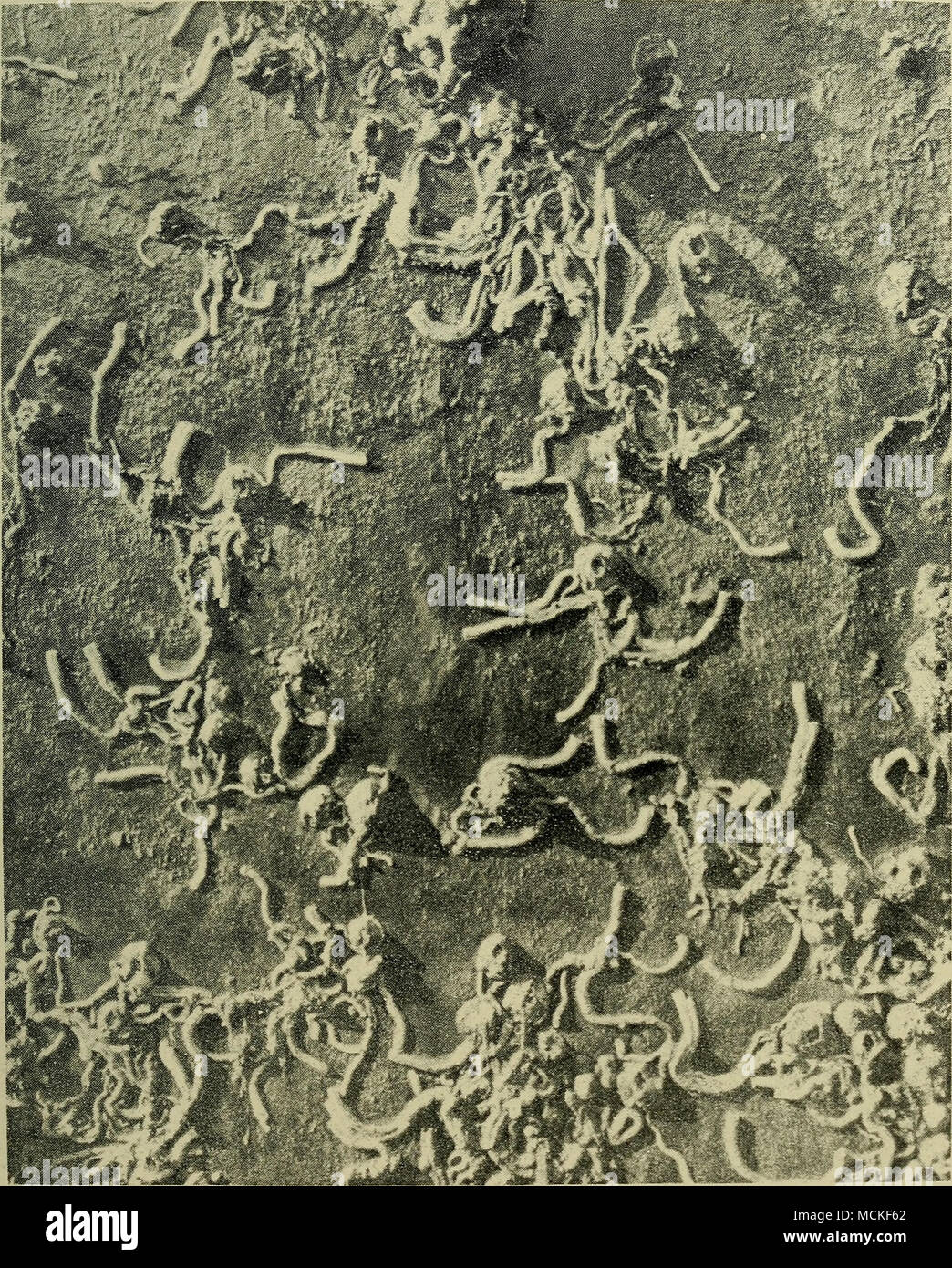 . Fig. 17. Fouling organisms (Annelids and Bar- nacles) uniformly ...