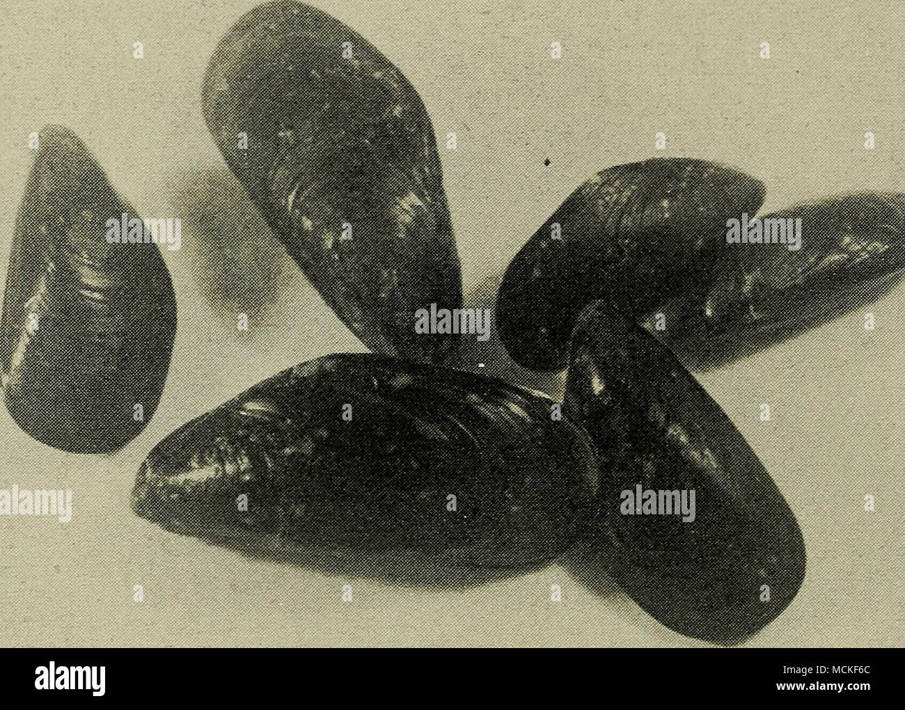 Bivalves structure hi-res stock photography and images - Alamy