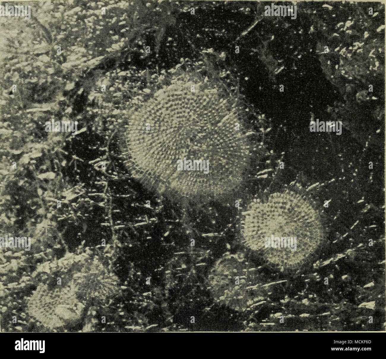 Encrusting base hi-res stock photography and images - Alamy