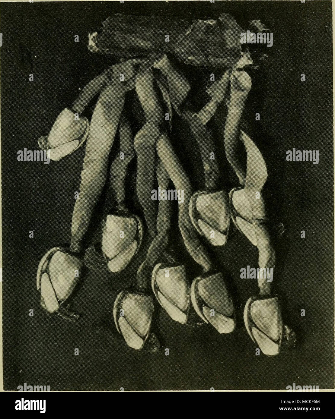 Cone shaped shell hi-res stock photography and images - Alamy