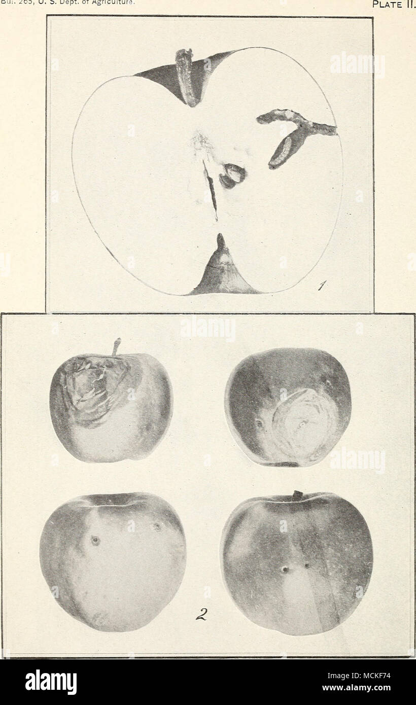 . The Dock False-Worm. Fig. 1.—Larval hibernation burrow in mature ...