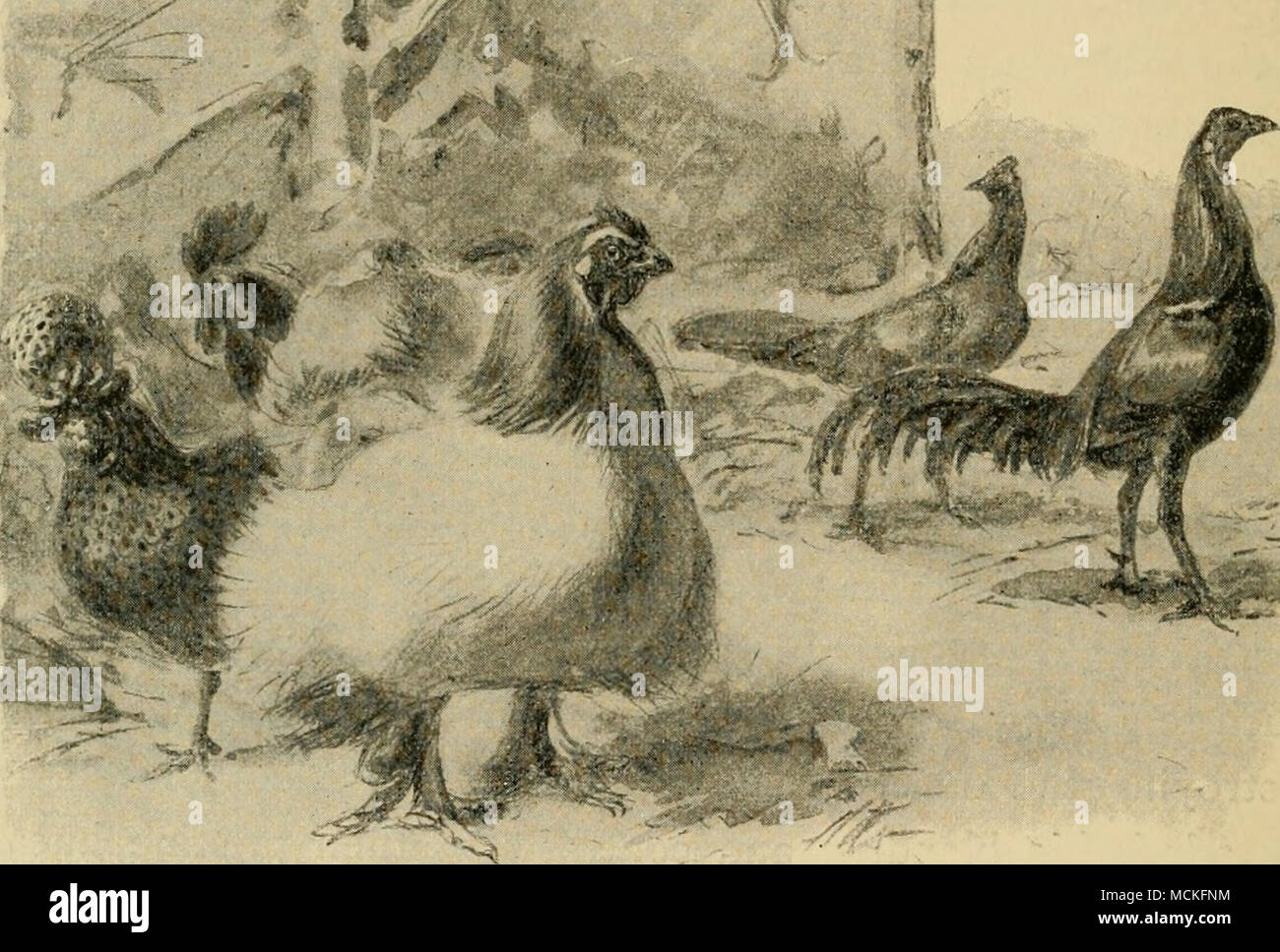 Avian warfare hi-res stock photography and images - Alamy
