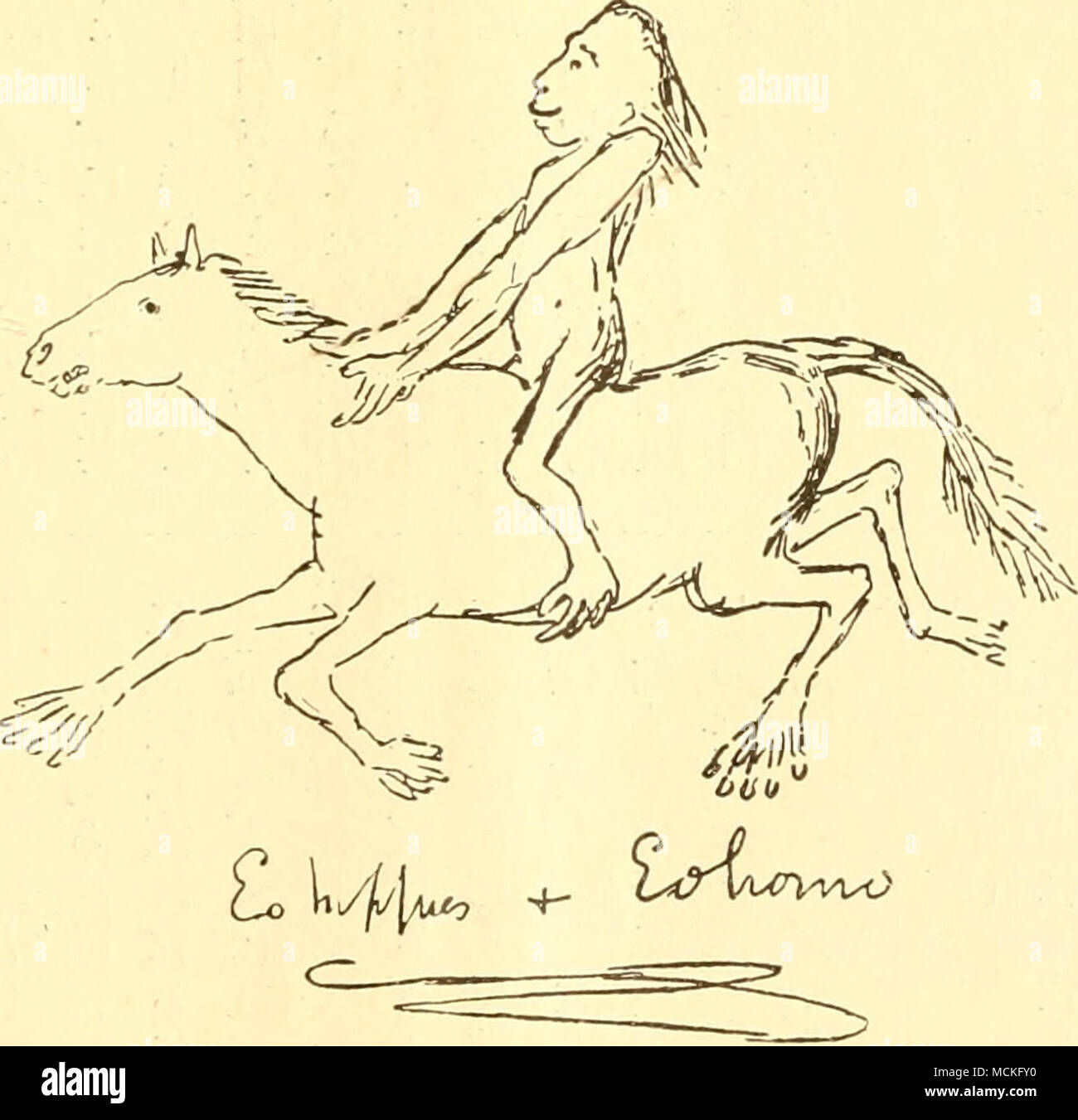 Eohippus hi-res stock photography and images - Alamy